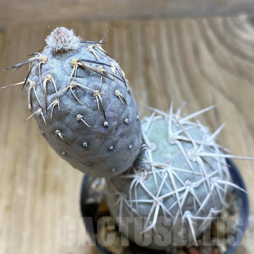 SH6901 Tephrocactus geometricus – Cactus-online