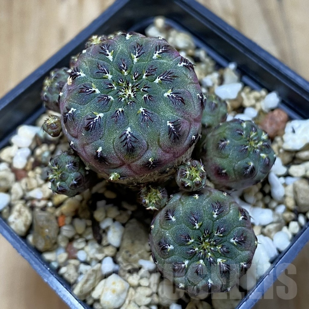 SH7072 Sulcorebutia rauschii – Cactus-online