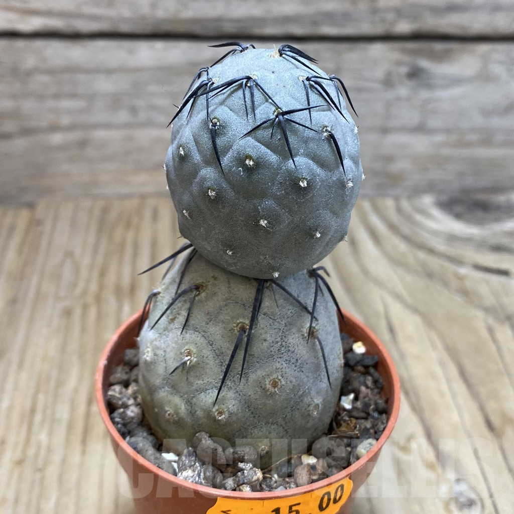 SH7318 Tephrocactus geometricus – Cactus-online