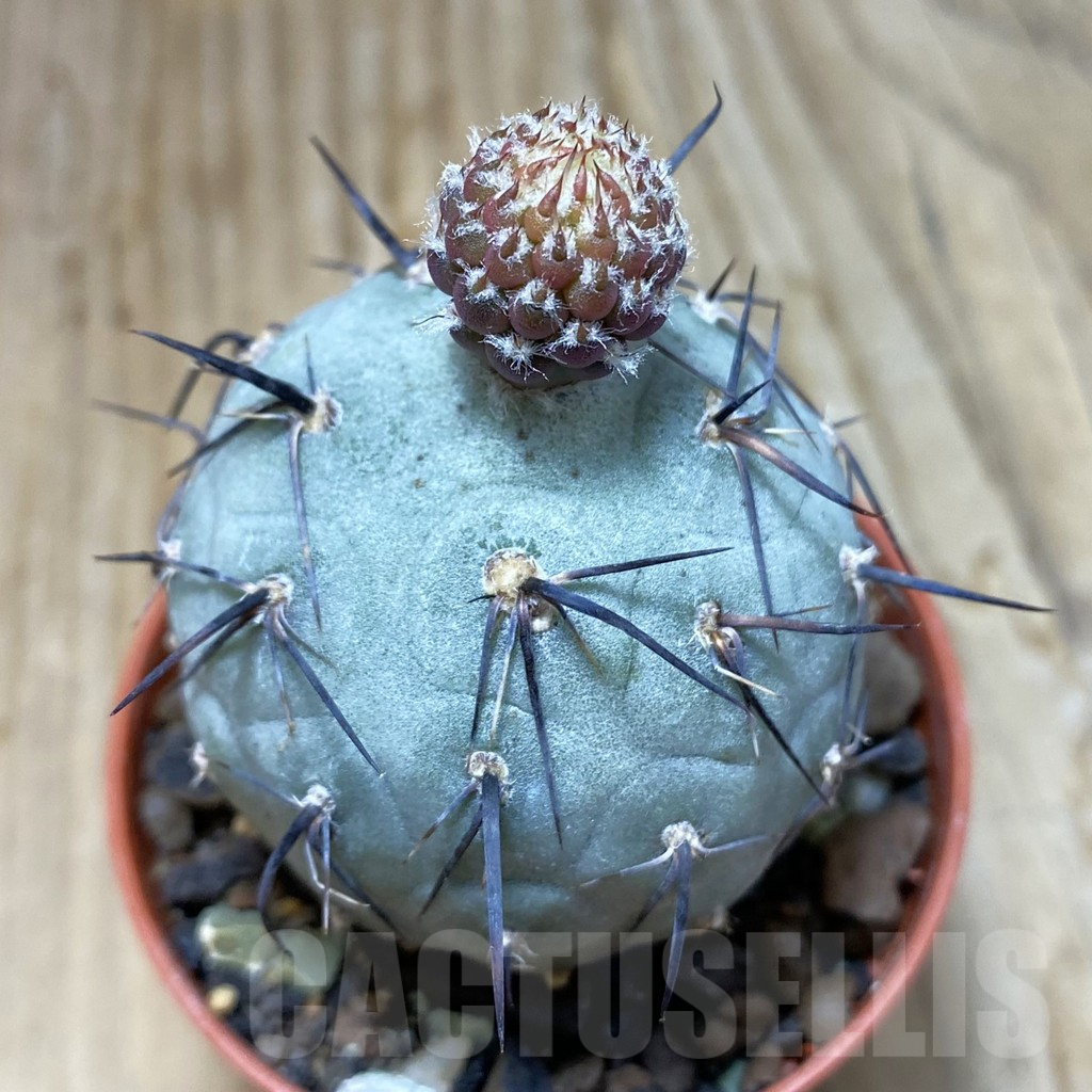 SH7324 Tephrocactus geometricus – Cactus-online