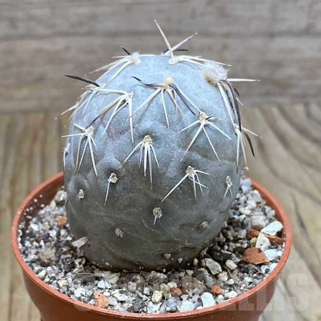 SH7406 Tephrocactus geometricus – Cactus-online