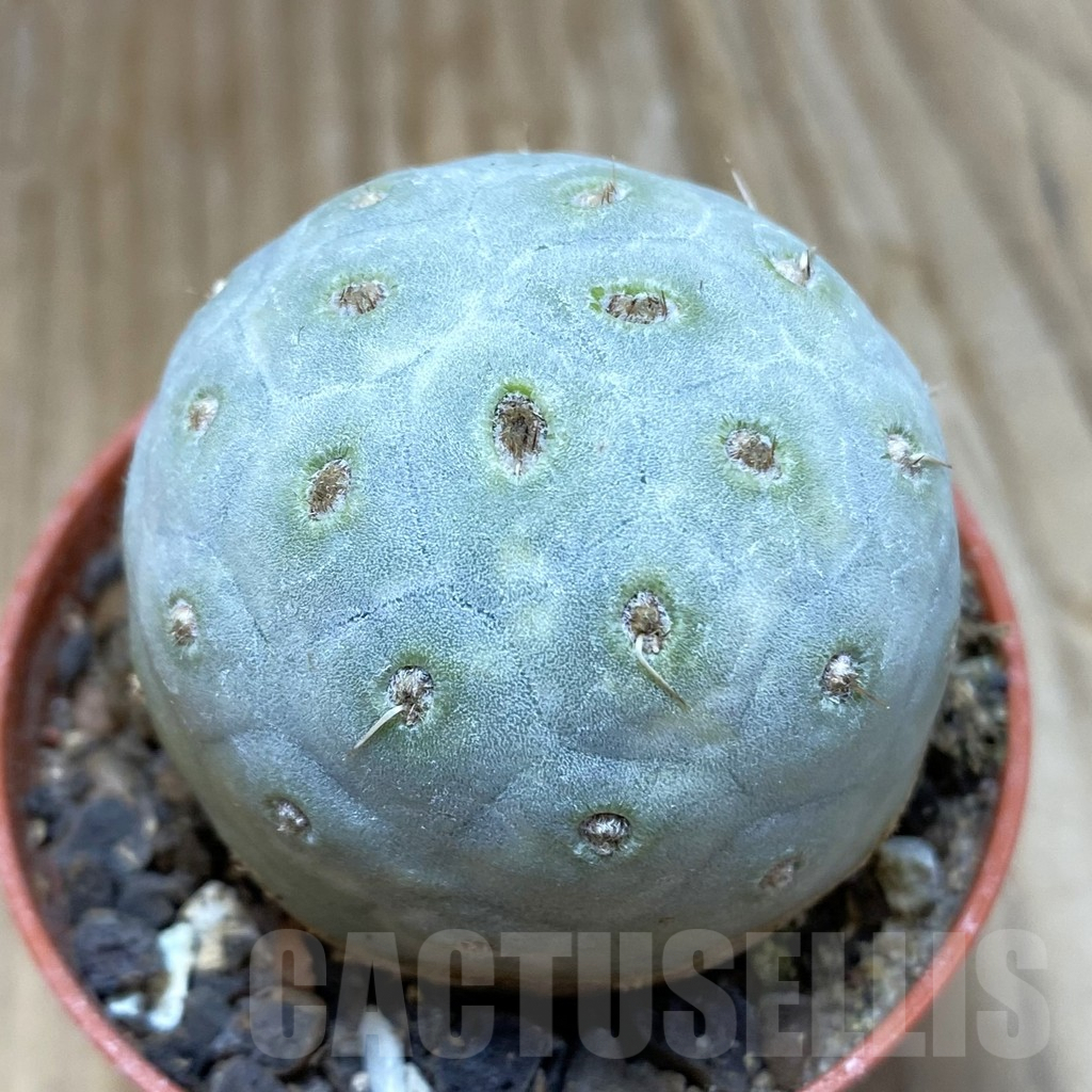 SH7407 Tephrocactus geometricus – Cactus-online