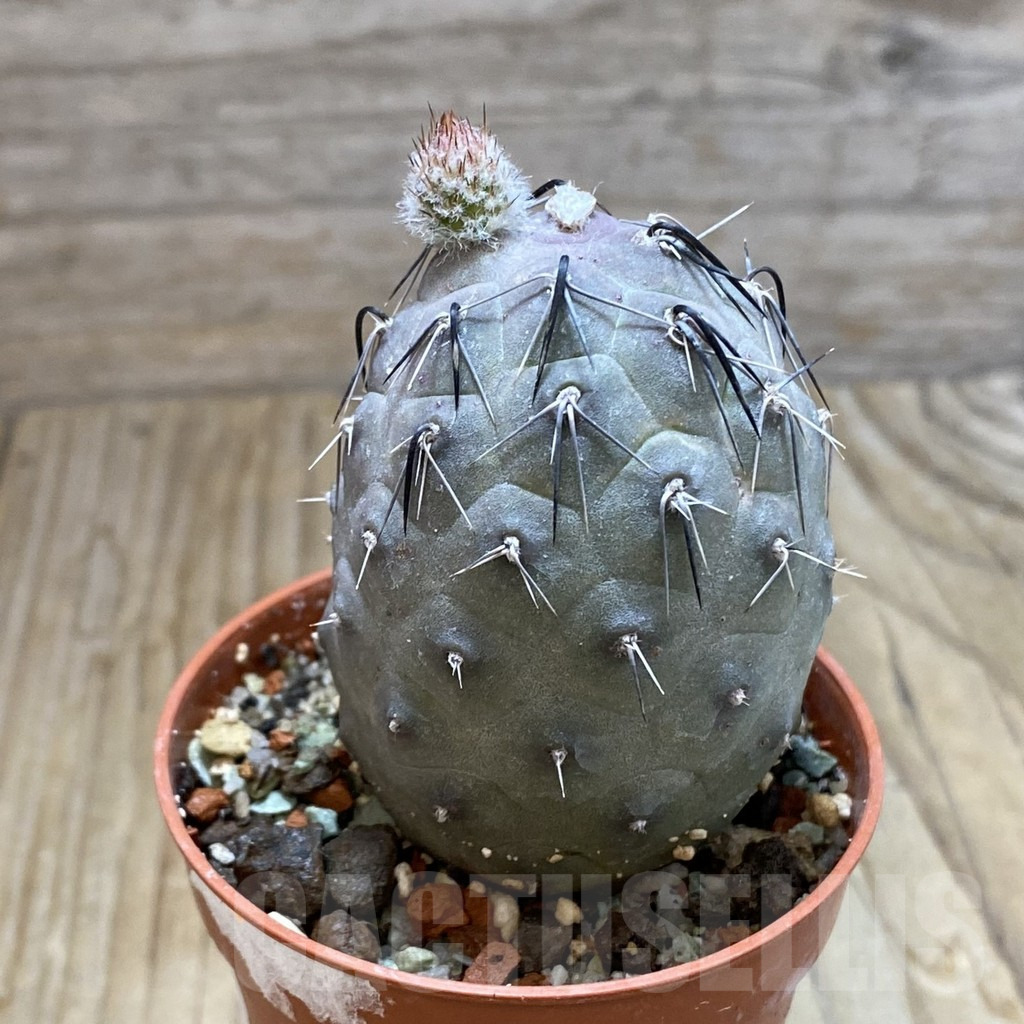 SH7883 Tephrocactus geometricus – Cactus-online