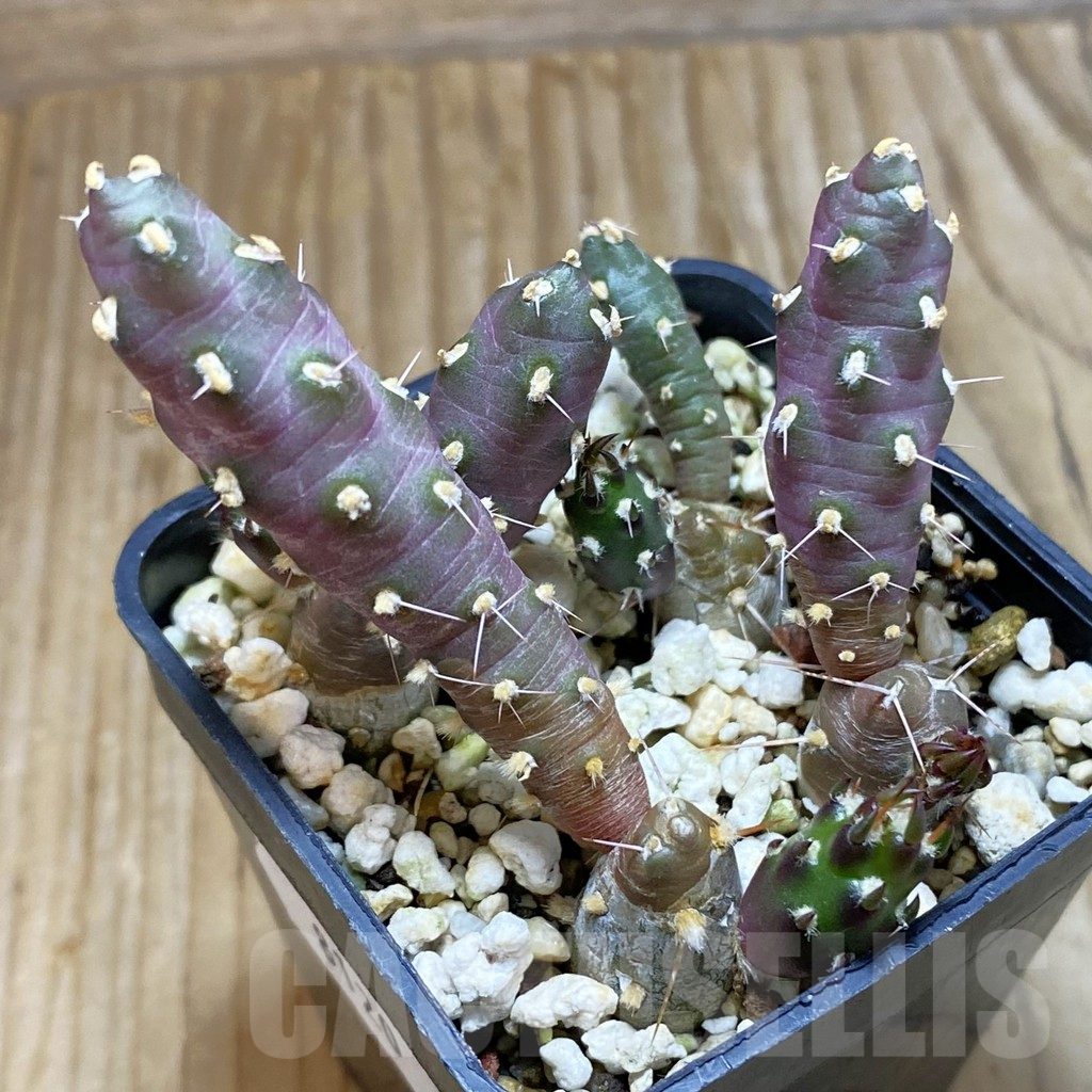 SH8120 Tephrocactus nigrispinus – Cactus-online