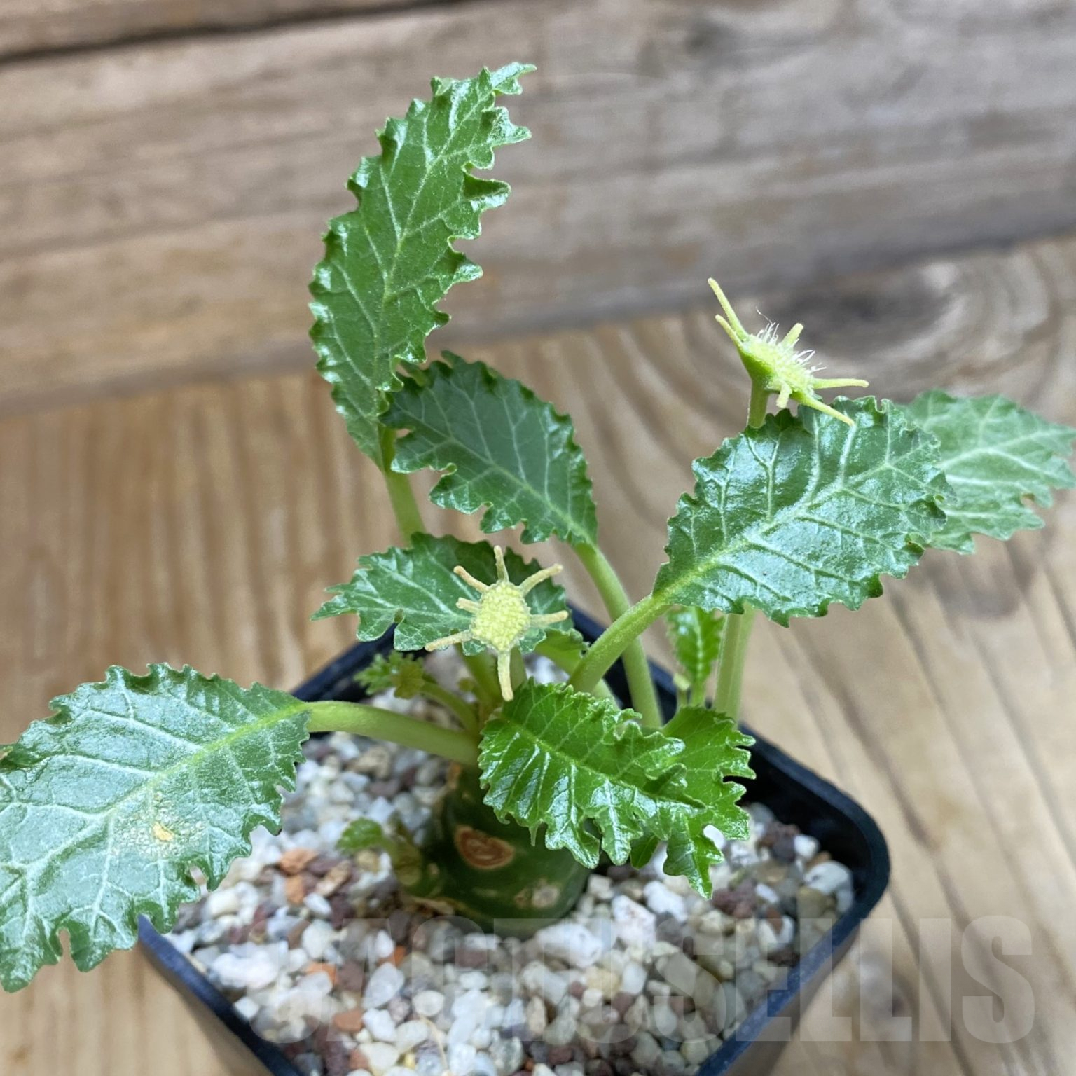 Cactus-online – Cactus-online