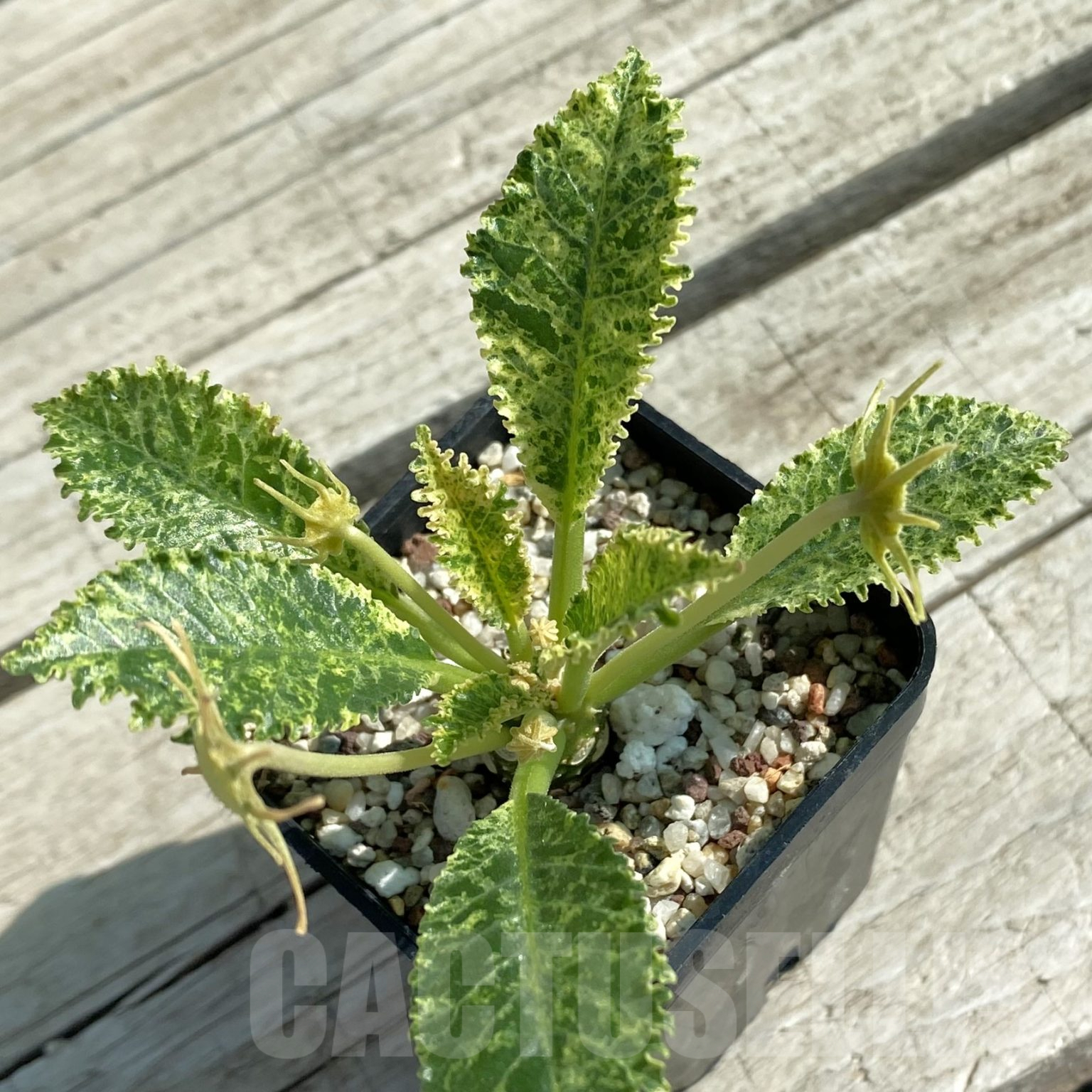 Cactus-online – Cactus-online