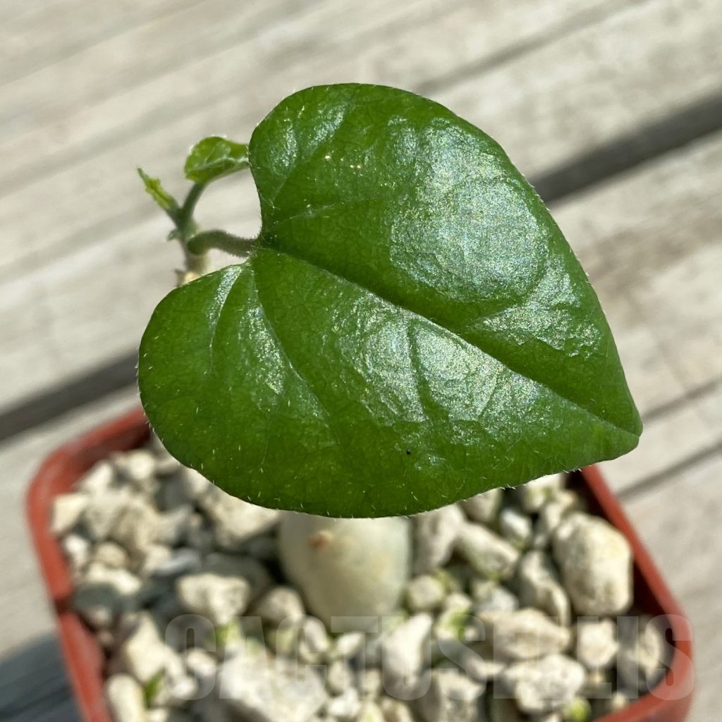 Cactus-online – Cactus-online