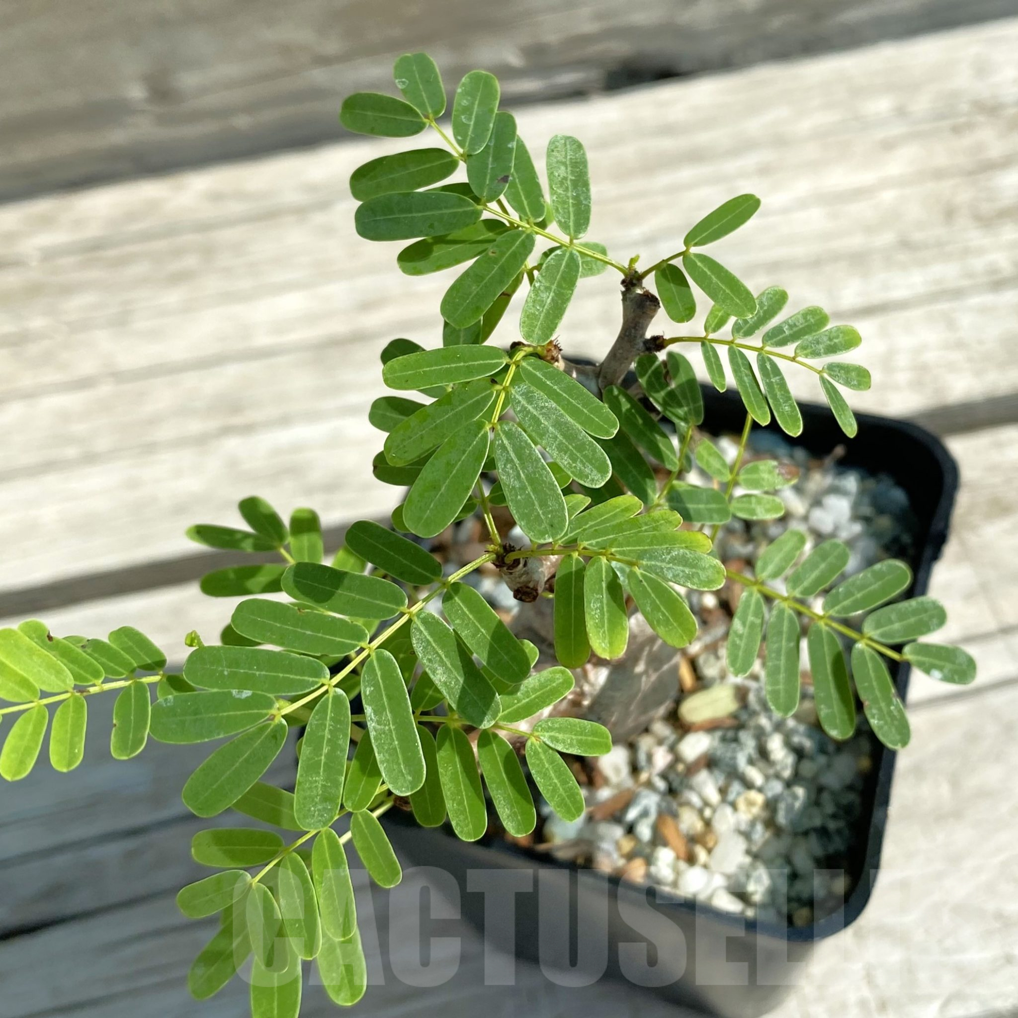 Cactus-online – Cactus-online