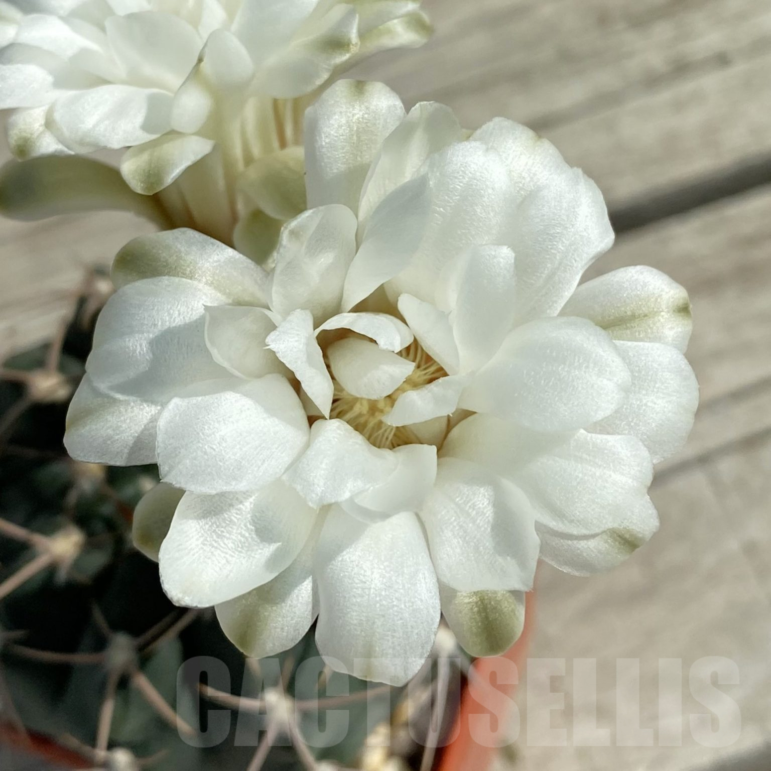 Cactus-online – Cactus-online