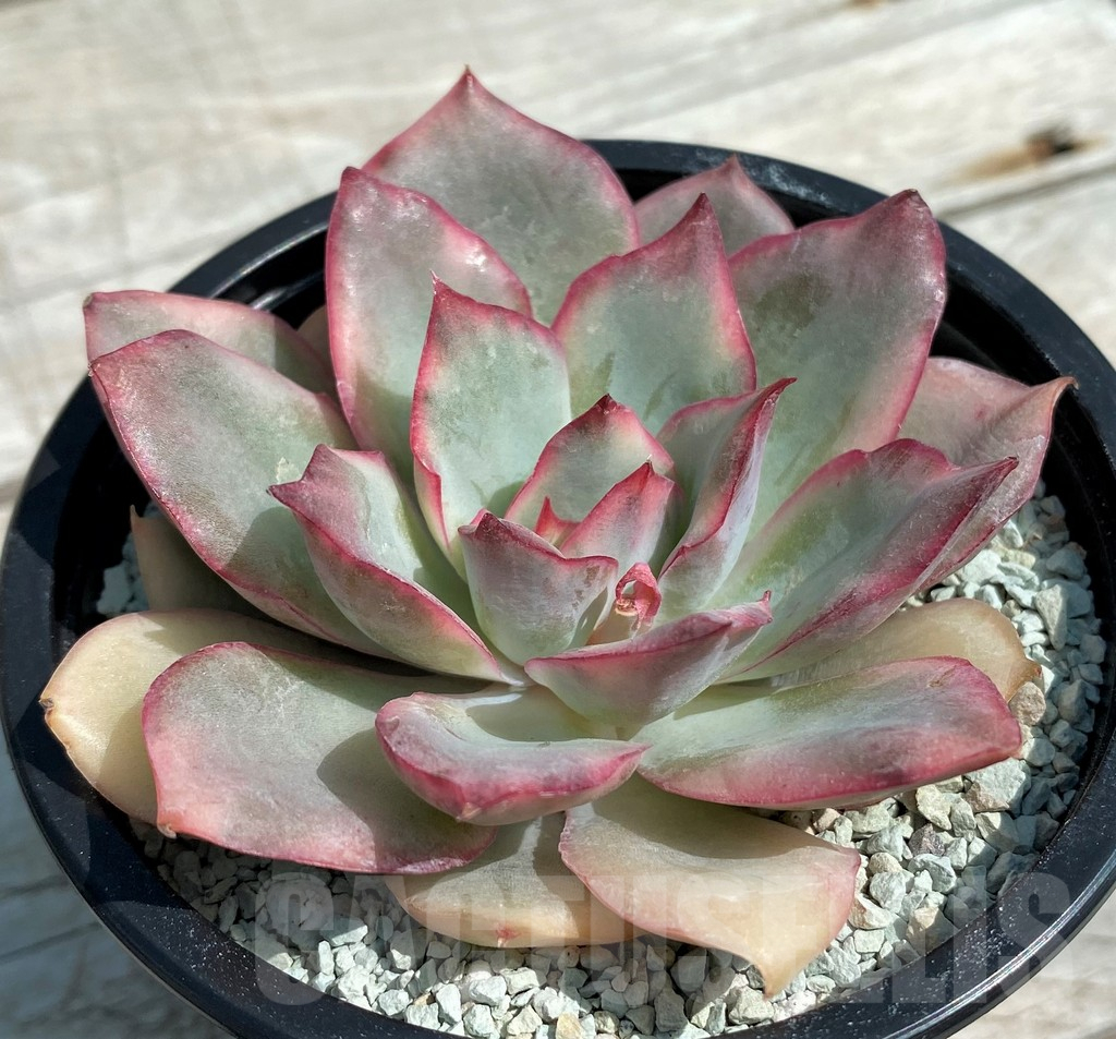 SH8555 Echeveria ‘Moon Goddess’ f. variegata – Cactus-online