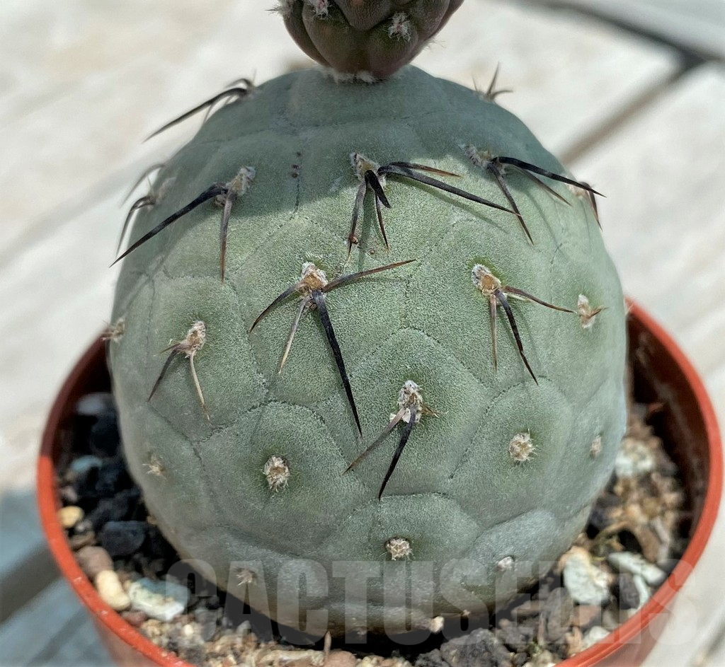 SH9640 Tephrocactus geometricus – Cactus-online