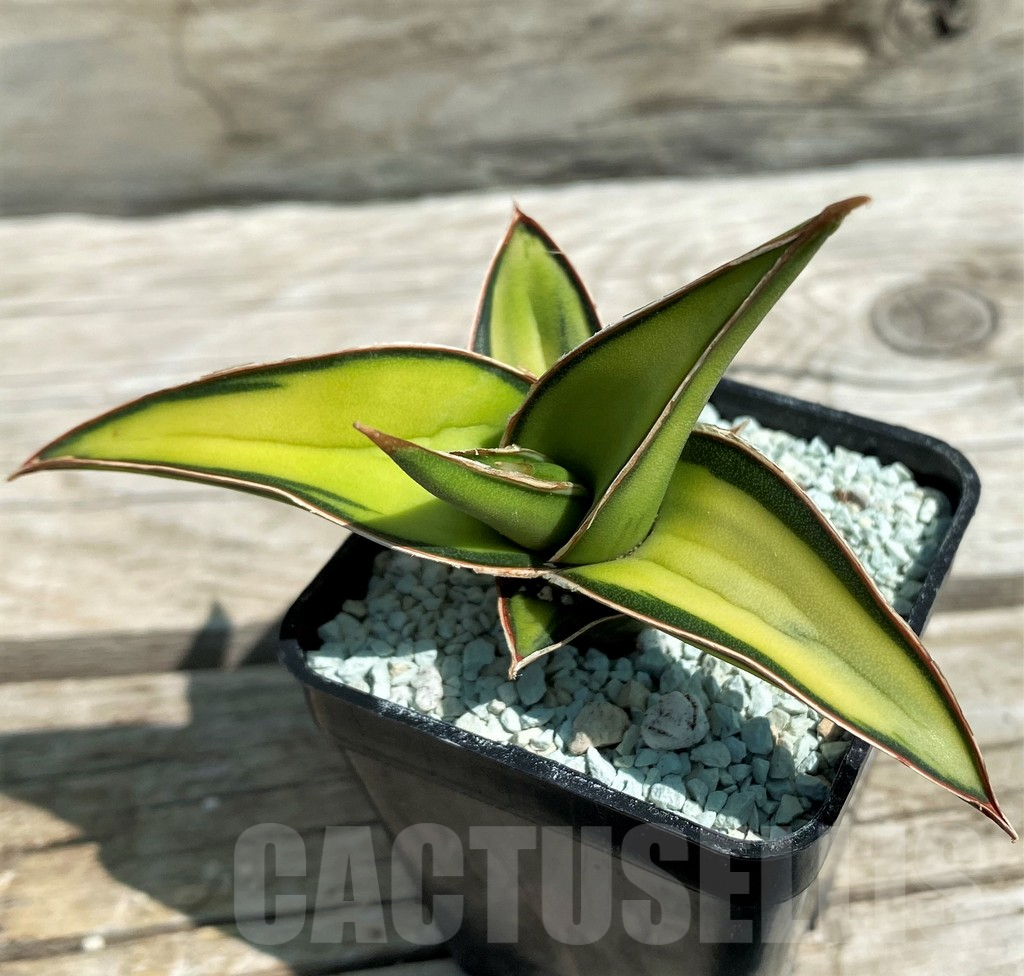 SH8641 Sansevieria lavranos 23251 f. variegata – Cactus-online