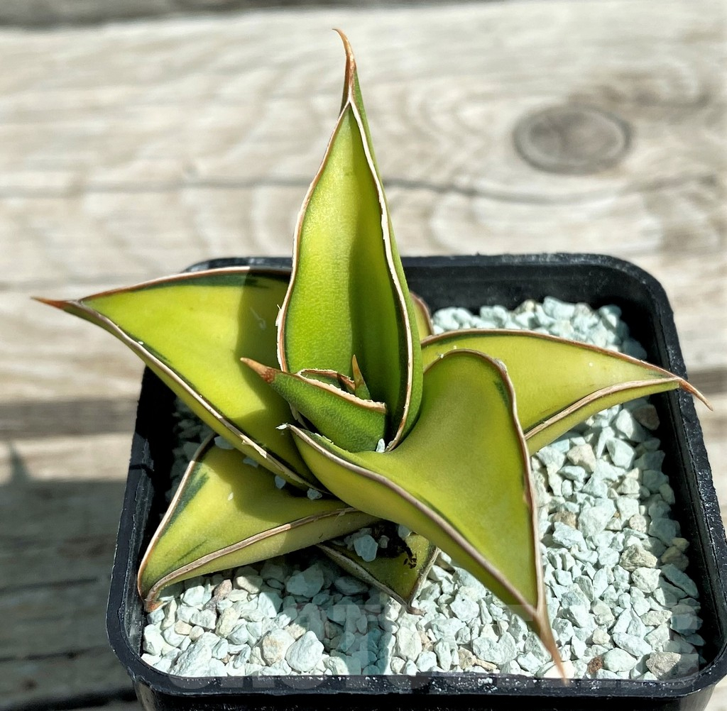 SH8642 Sansevieria lavranos 23251 f. variegata – Cactus-online