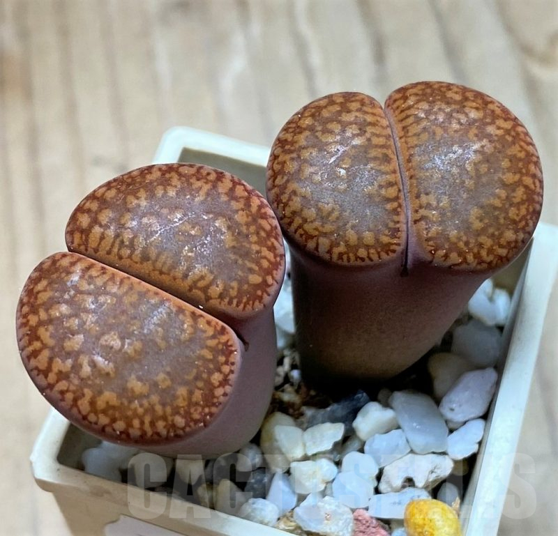 SH9895 Lithops aucampiae C255, SH1623 – Cactus-online