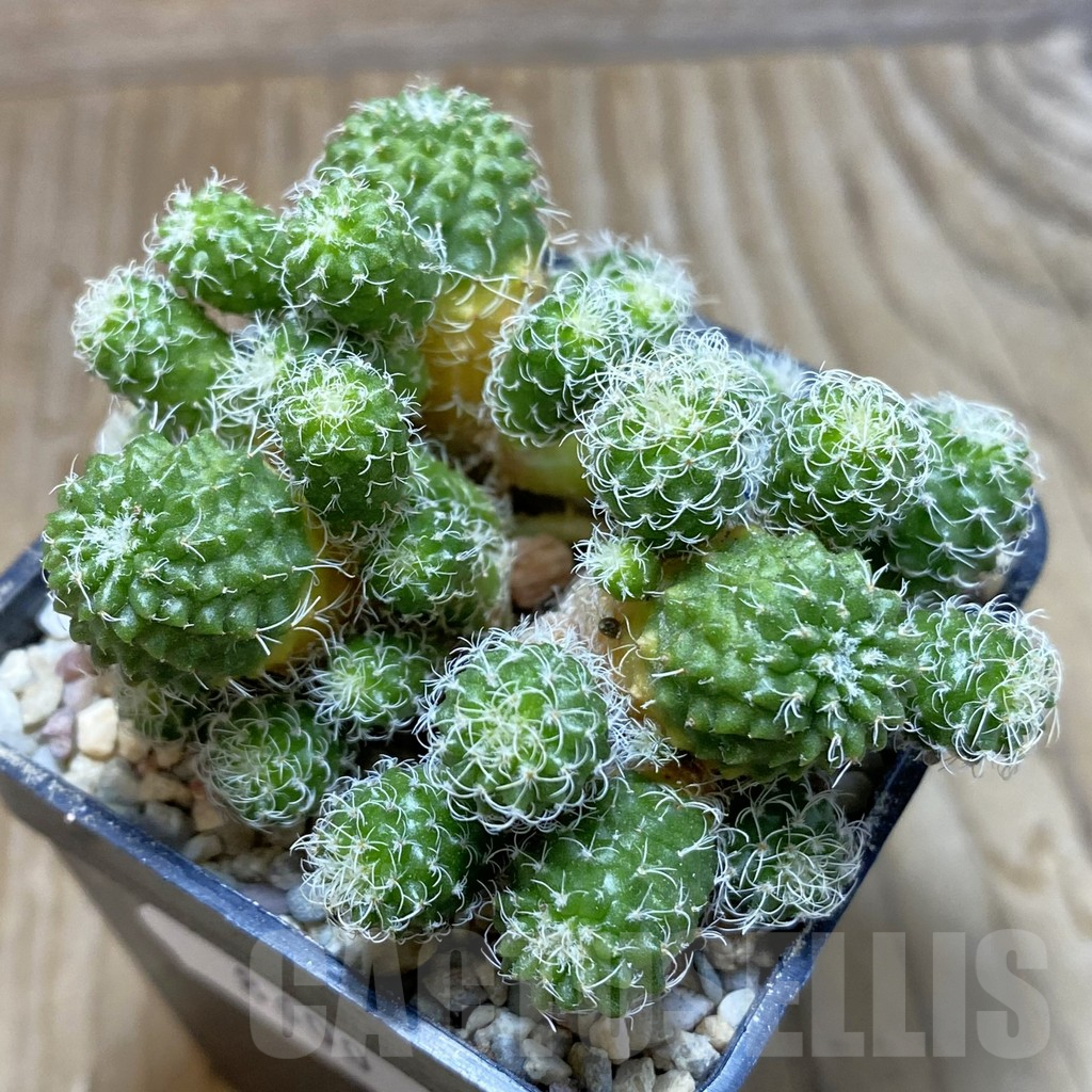 SH8600 Turbinicarpus horripilus f. monstrosa – Cactus-online