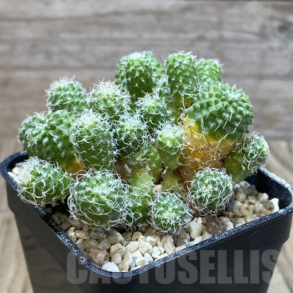 SH8600 Turbinicarpus horripilus f. monstrosa – Cactus-online