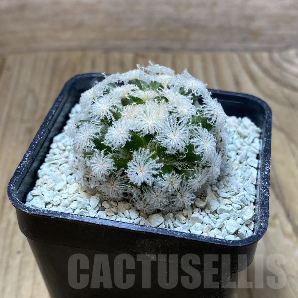 SH8618 Mammillaria plumosa ‘Snow’ – Cactus-online