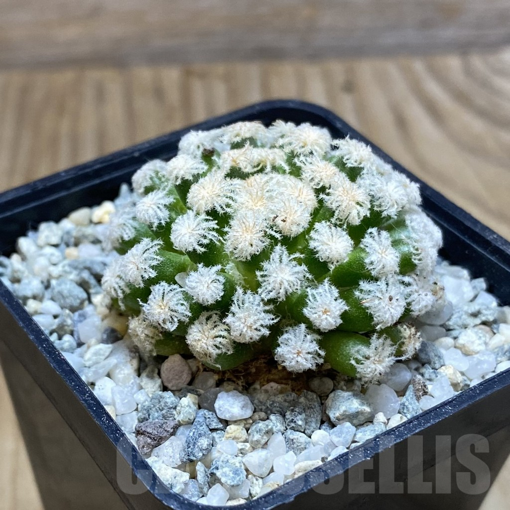 SH9189 Mammillaria plumosa ‘Snow’ – Cactus-online