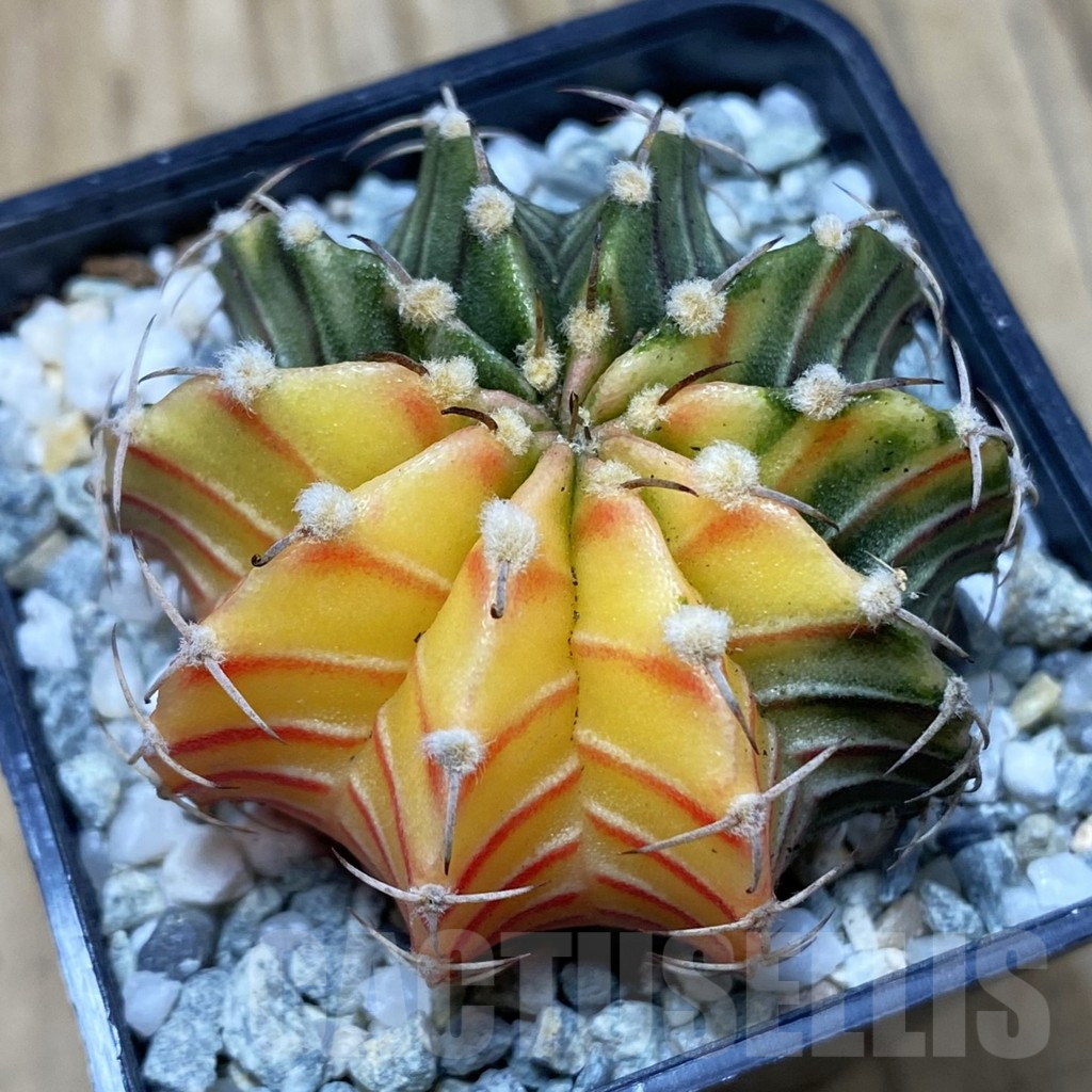 SH9198 Gymnocalycium friedrichii LB f. variegata, seedling – Cactus-online