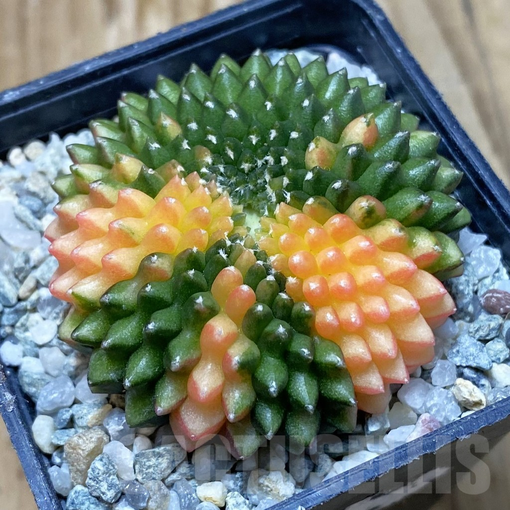 SH9158 Gymnocalycium mihanovichii ‘inermis’ variegata f. cristata ...