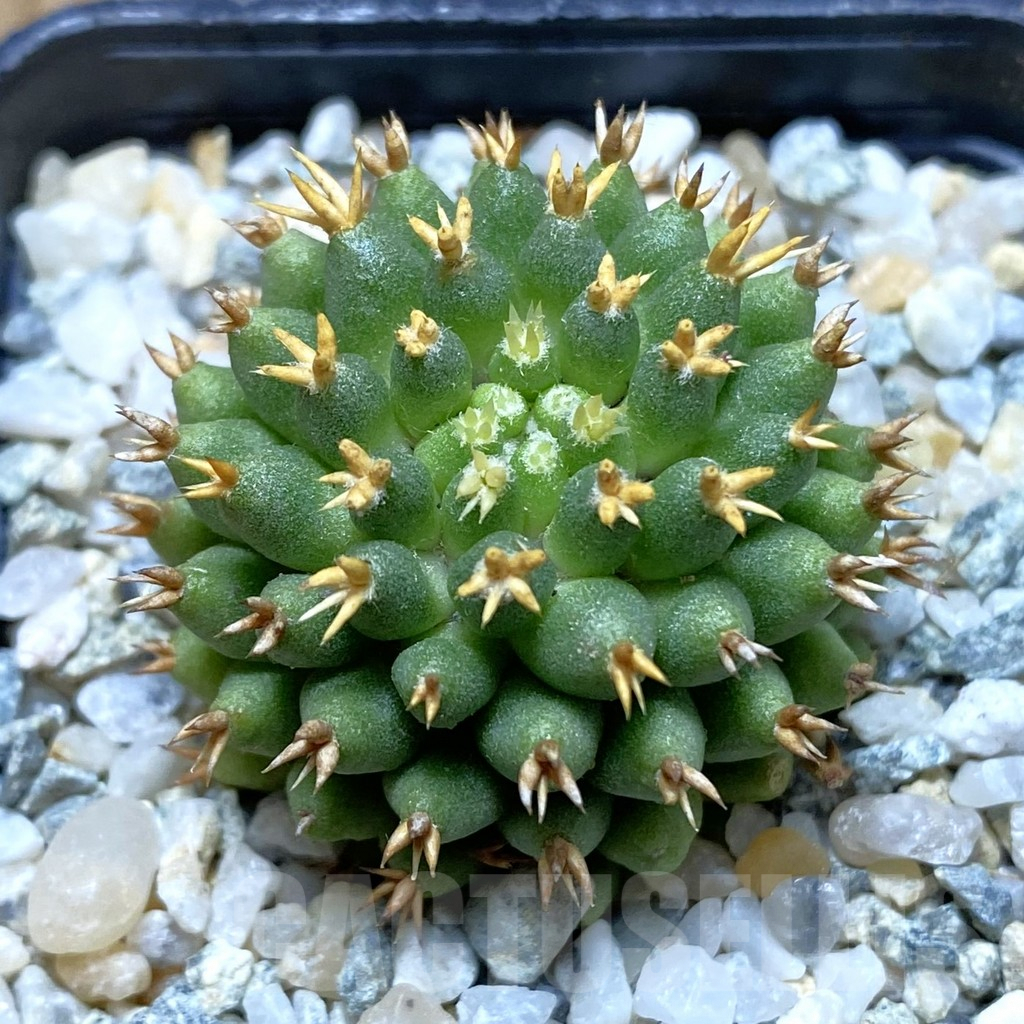 SH9294 Mammillaria camptotricha ‘Bru’ – Cactus-online