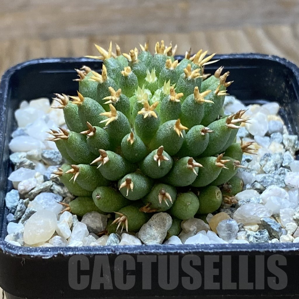 SH9294 Mammillaria camptotricha ‘Bru’ – Cactus-online