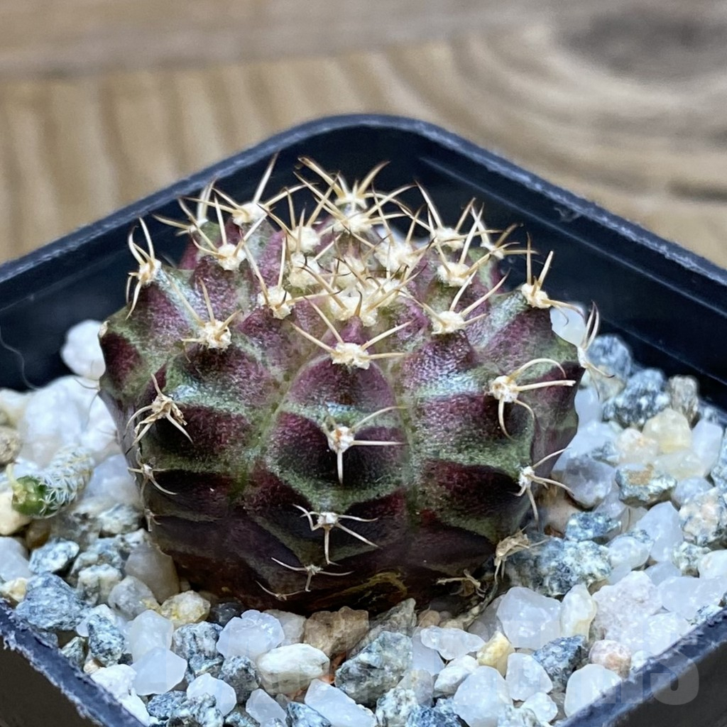 SH10751 Gymnocalycium mihanovichii ‘Neon Brown’, seedling – Cactus-online