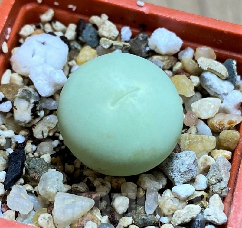 SH12601 Conophytum calculus – Cactus-online