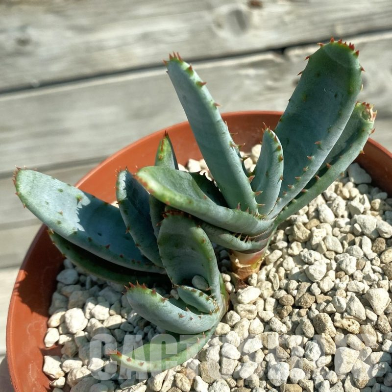 SH11761 Aloe compressa v. paucituberculata – Cactus-online