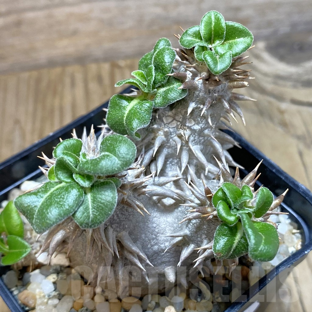 SH12339 Pachypodium brevicaule hybrid, own roots – Cactus-online