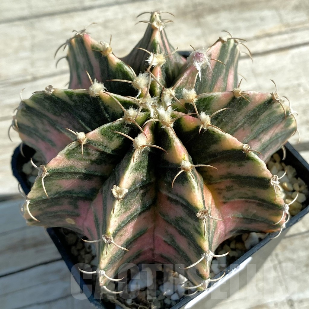 SH12758 Gymnocalycium friedrichii f. variegata, seedling – Cactus-online