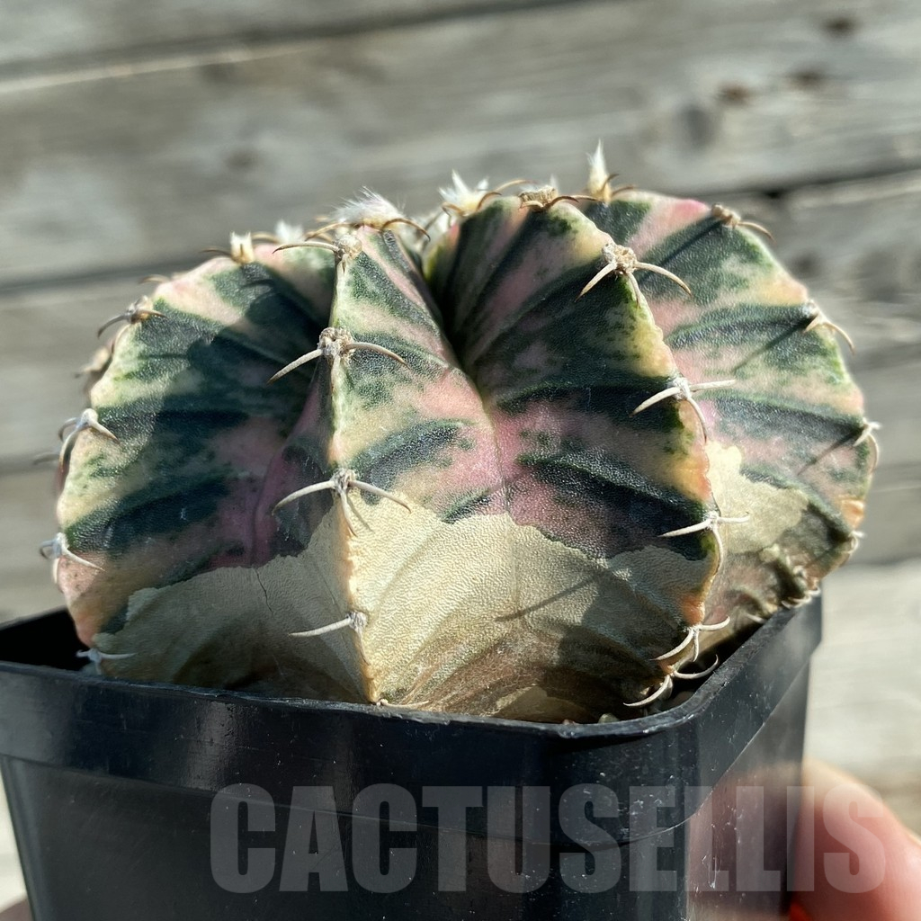 SH12758 Gymnocalycium friedrichii f. variegata, seedling – Cactus-online