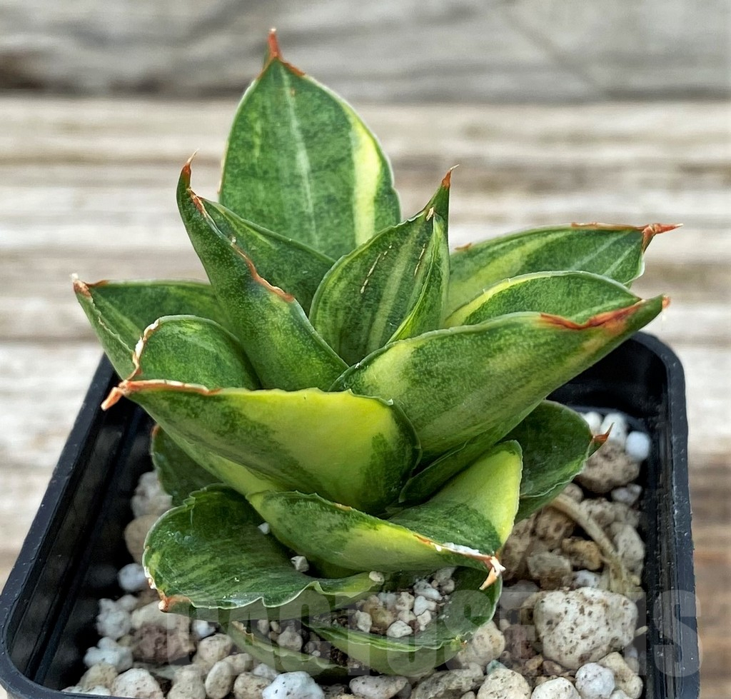 SH14030 Sansevieria ‘Pagoda’ hybrid f. variegata – Cactus-online
