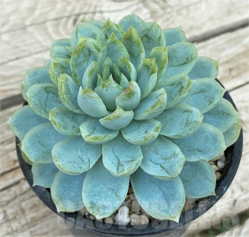 SH17862 Echeveria elegans hybrid – Cactus-online
