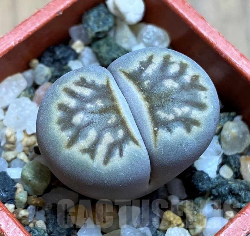 SH17199 Lithops julii ‘Kikushogiyoku’ hybrid – Cactus-online