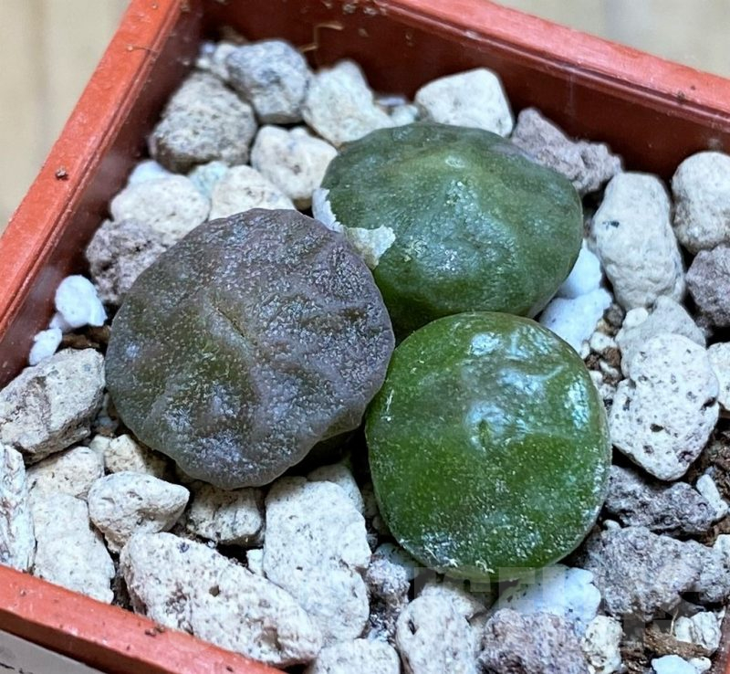 SH16805 Conophytum angelicae ssp. tetragonum, seedling 3 plants ...