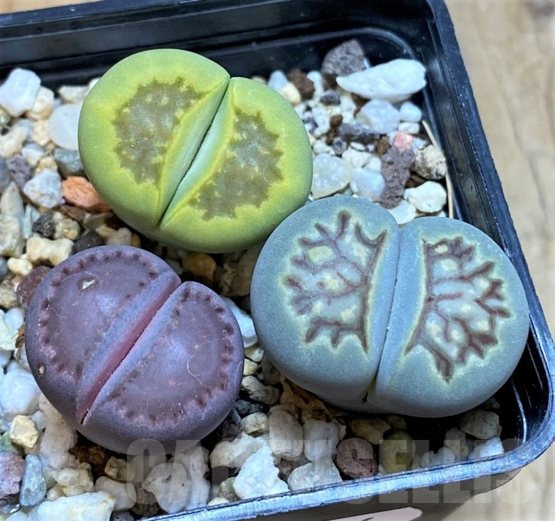 SH18066 Lithops mix – Cactus-online
