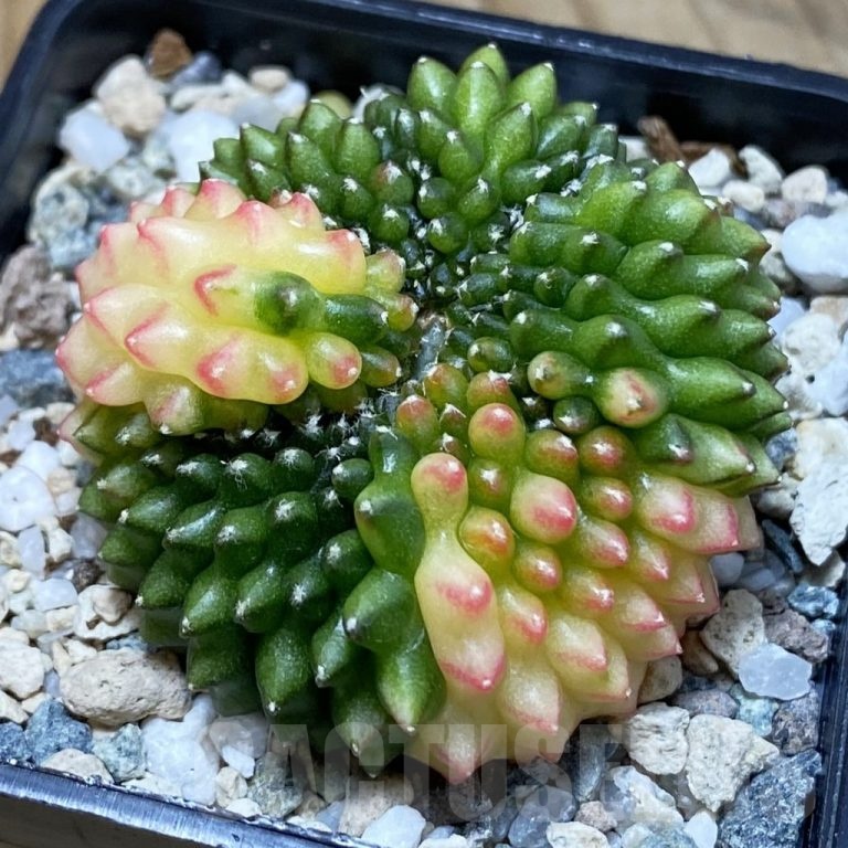 Cactus-online – Cactus-online