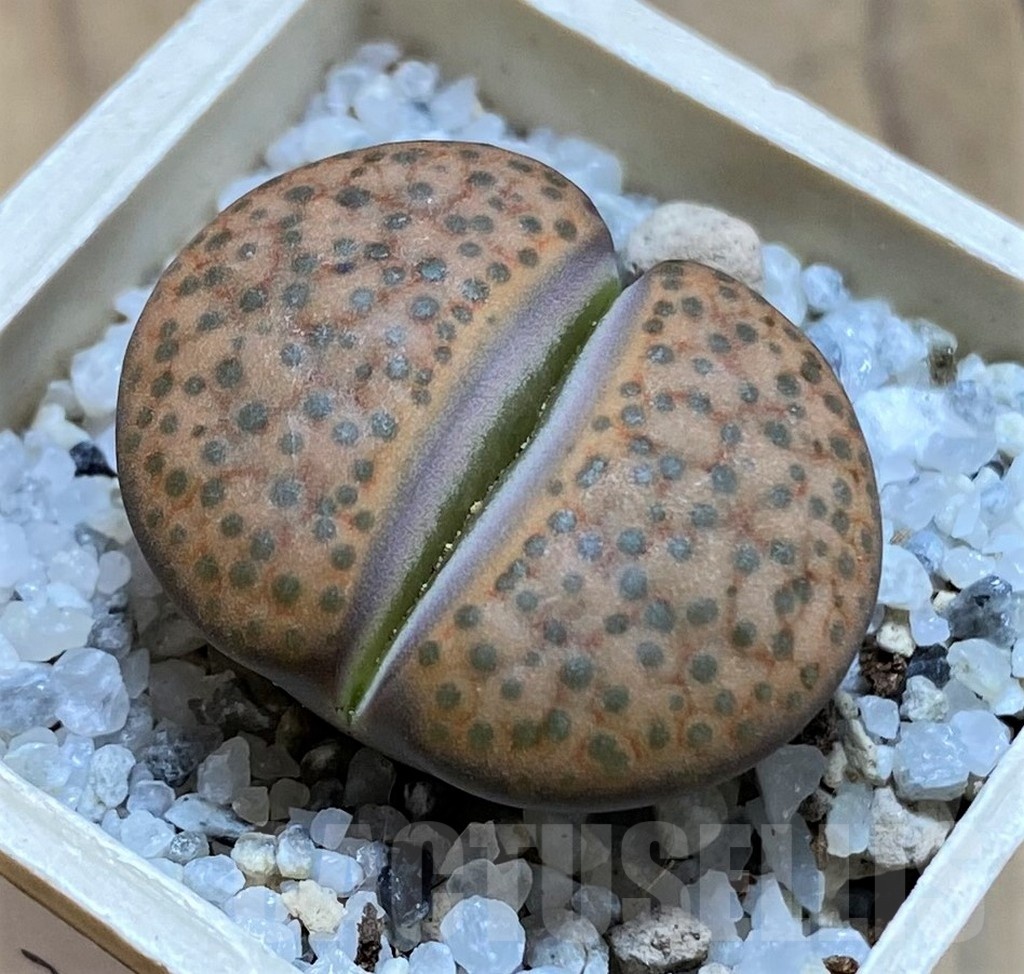 SH21523 Lithops fulviceps L45-66 – Cactus-online