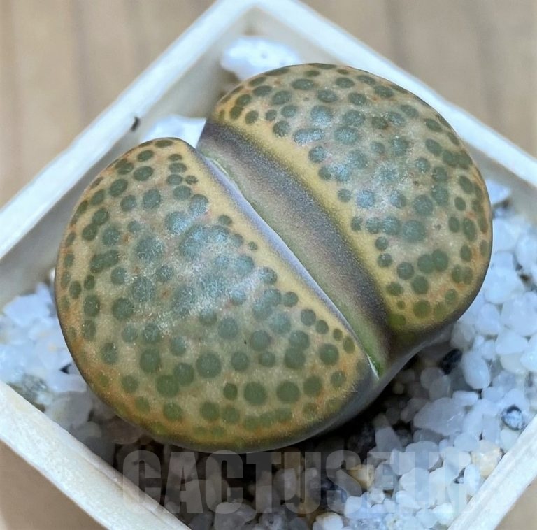 SH21762 Lithops fulviceps L45-66 – Cactus-online