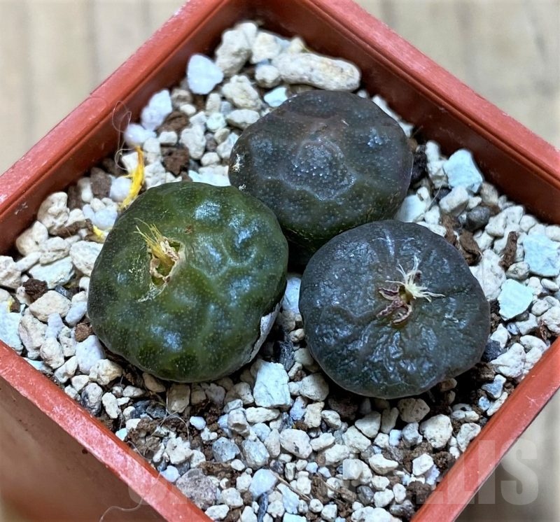 SH22301 Conophytum angelicae ssp. tetragonum, seedling 3 plants ...
