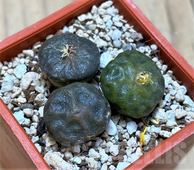 SH22301 Conophytum angelicae ssp. tetragonum, seedling 3 plants ...