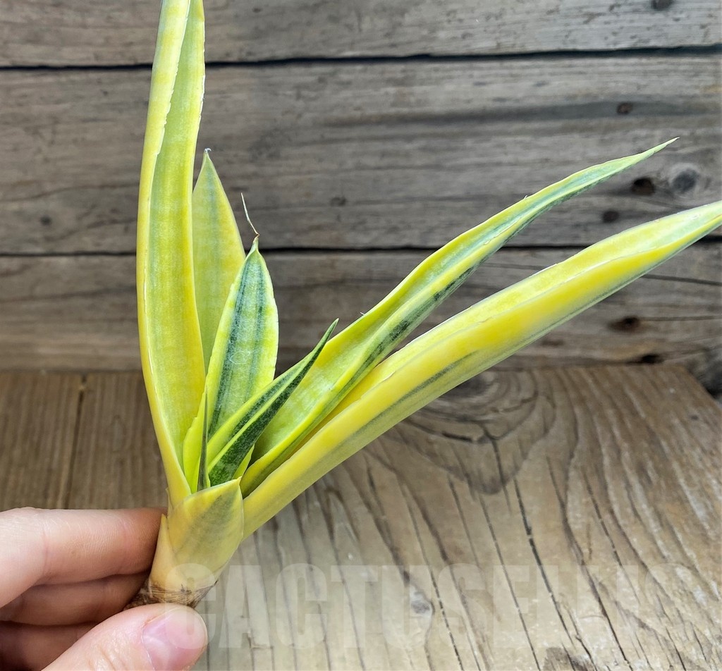 SH23408 Sansevieria ‘Siam Gold’ f. variegata – Cactus-online
