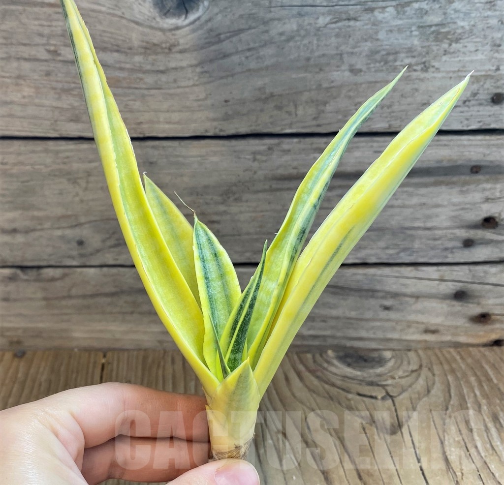 SH23408 Sansevieria ‘Siam Gold’ f. variegata – Cactus-online