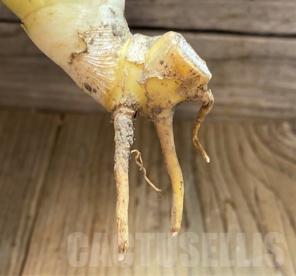 SH23409 Sansevieria ‘White Rhino’ – Cactus-online