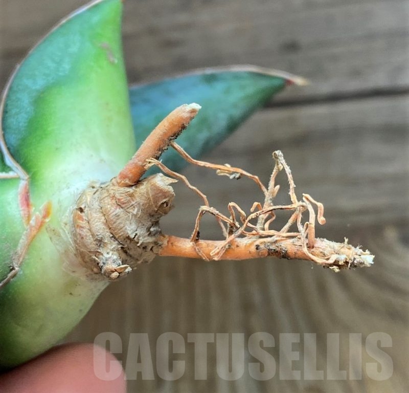 SH23479 Sansevieria ‘Mr blue’ – Cactus-online