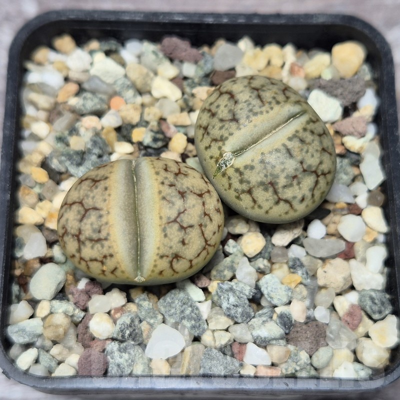 VVG21838 Lithops gracilidelineata v. brandbergensis C383 2 plants seedling – Cactus-online