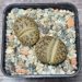 VVG21839 Lithops gracilidelineata v. brandbergensis C383 2 plants seedling – Cactus-online