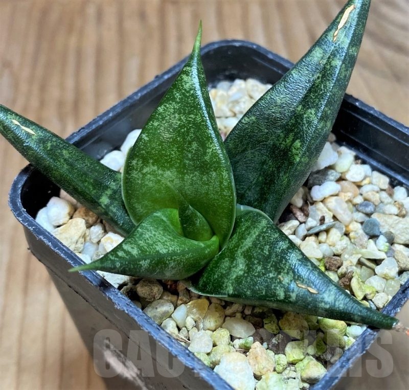 SH23998 Sansevieria ‘Black Diamond’ – Cactus-online