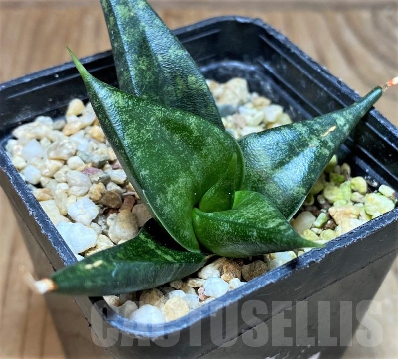 SH23998 Sansevieria ‘Black Diamond’ – Cactus-online